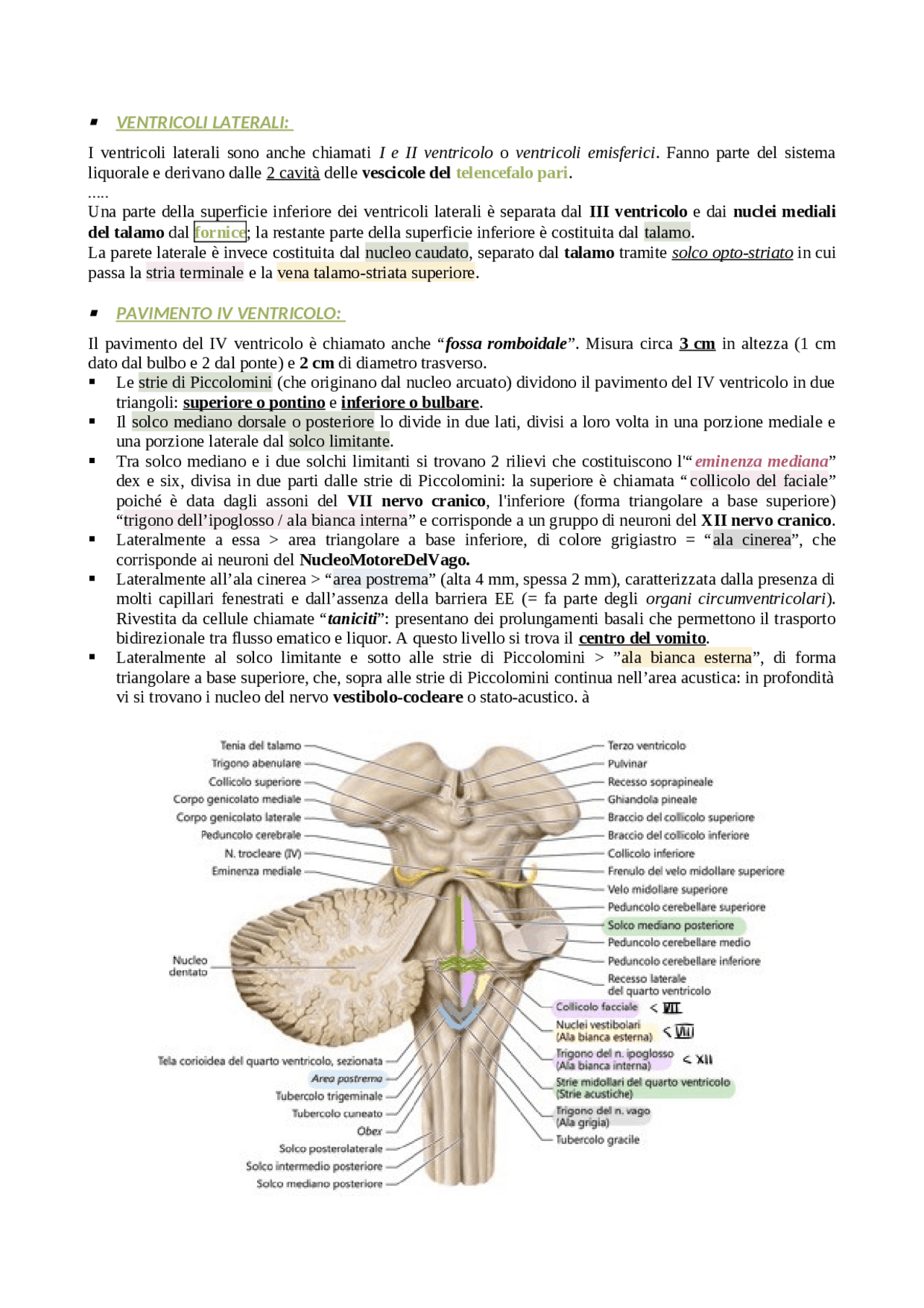 Nervi Cranici Del Tratto Corticobulbare