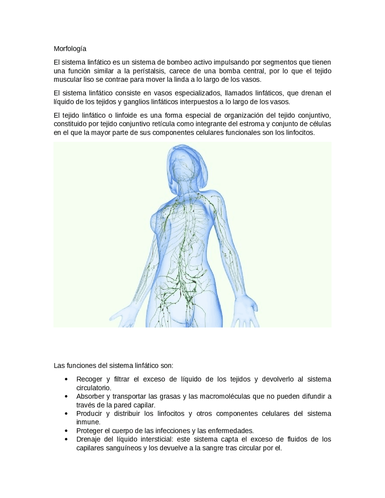 Sistema Linfático Y Vasos Linfáticos Apuntes De Anatomía Docsity