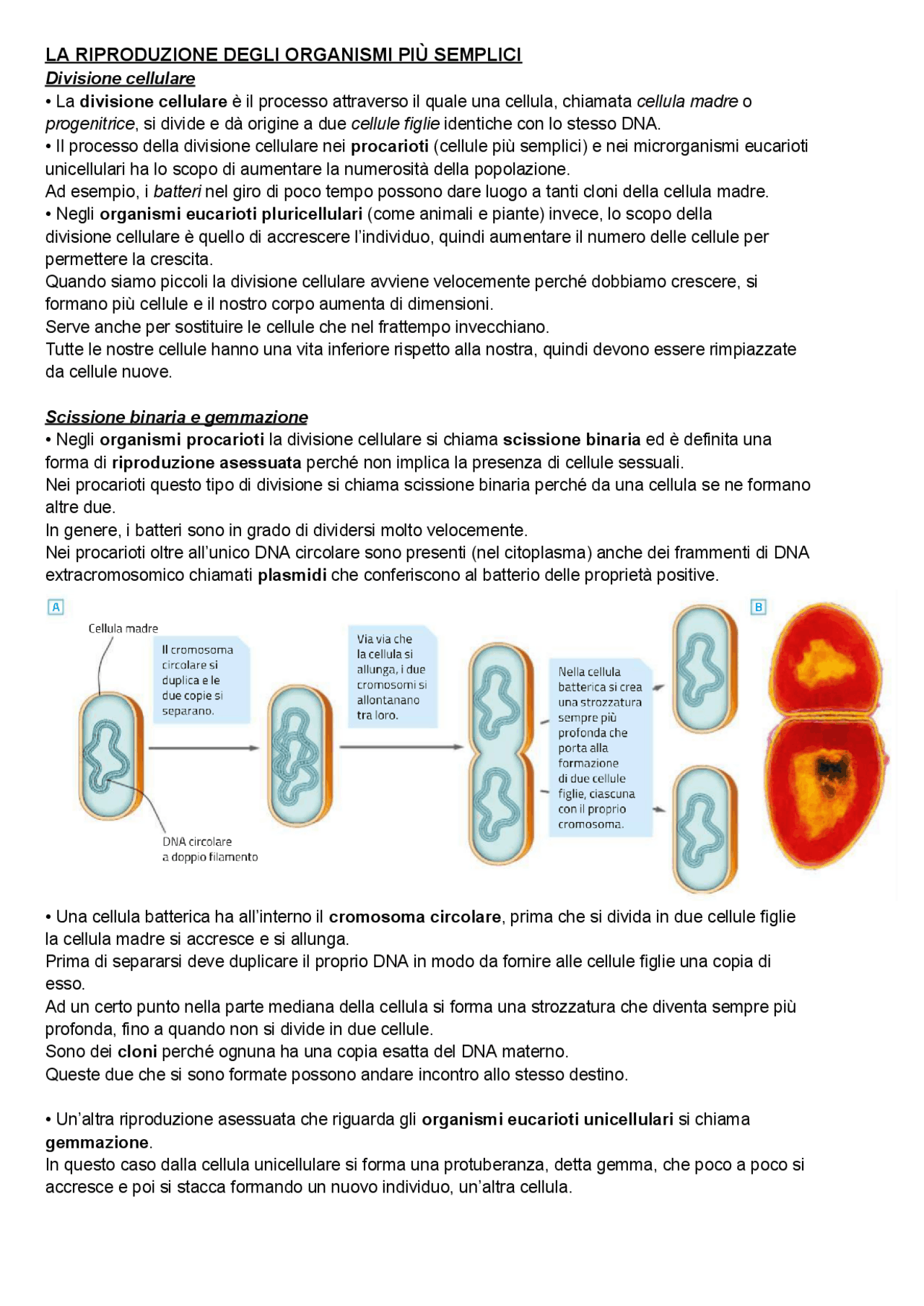 La Divisione Cellulare Mitosi E Meiosi Appunti Di Biologia Docsity