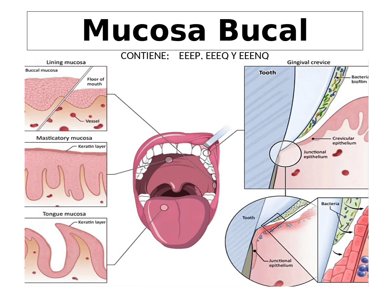 MUCOSAS BOCALES que tipos de mucosas tenemos la caracteristica de estas ...