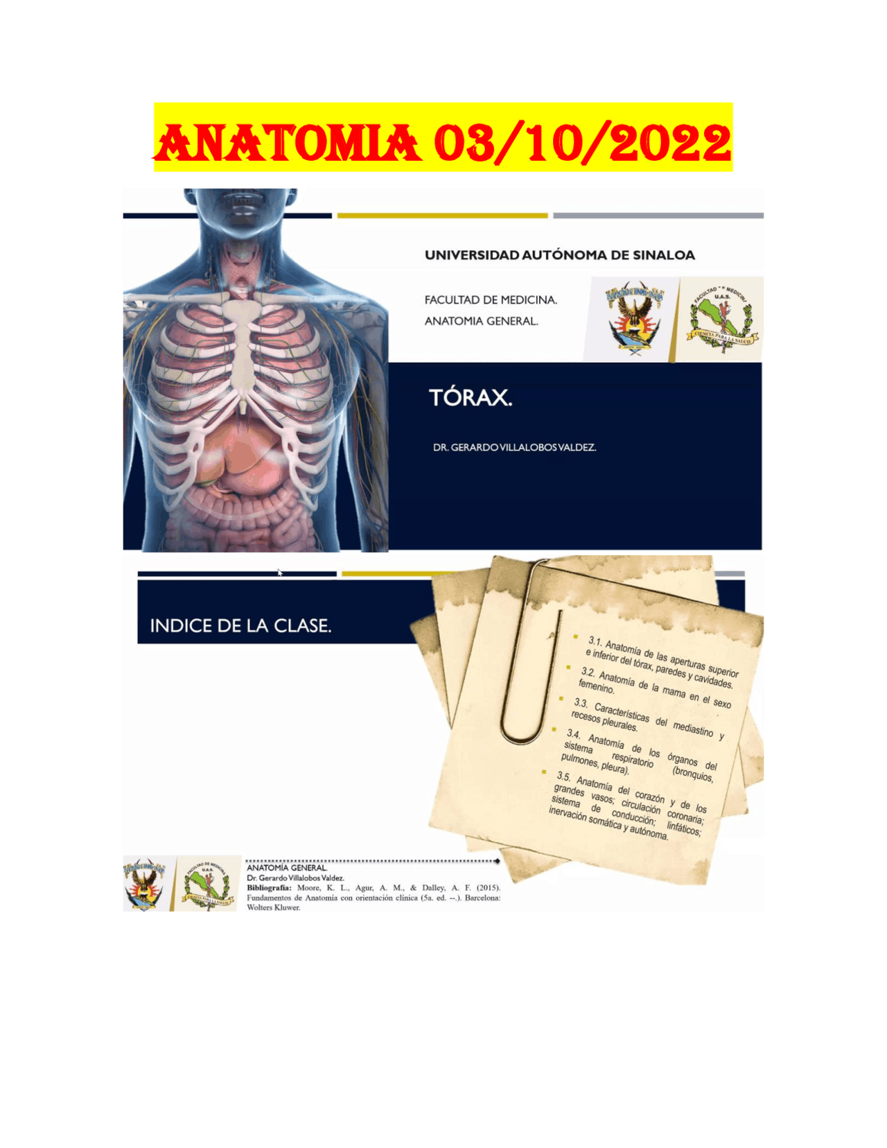Anatomía de la apertura superior e inferior paredes y cavidades ...