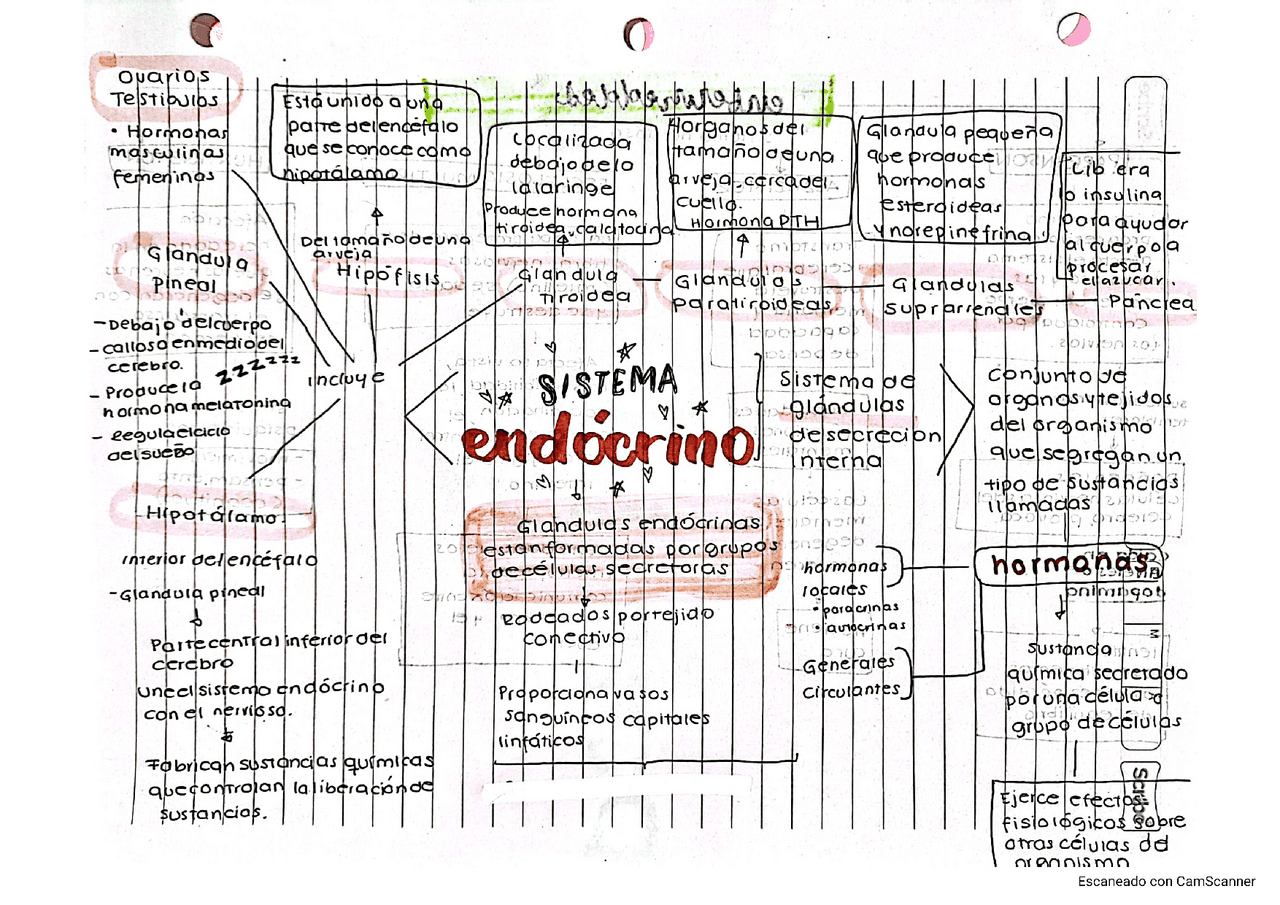 SISTEMA ENDOCRINO - Anatomía del sistema endócrino/ ¿Qué es el sistema endocrino? | Esquemas y ...