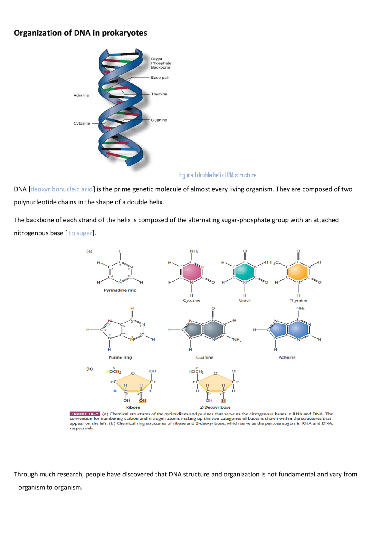Organization of DNA in prokaryotes | Study notes Biology | Docsity