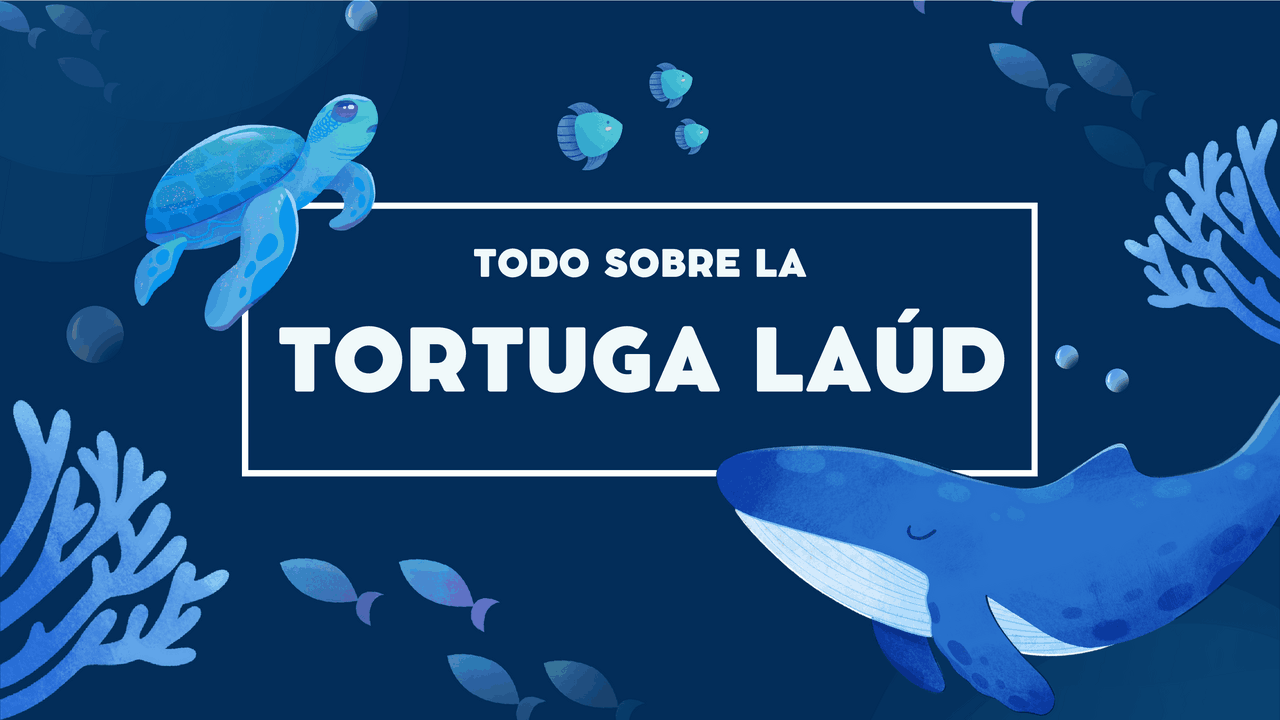 Trata sobre la vida marina de las tortugas desde su nacimiento ...