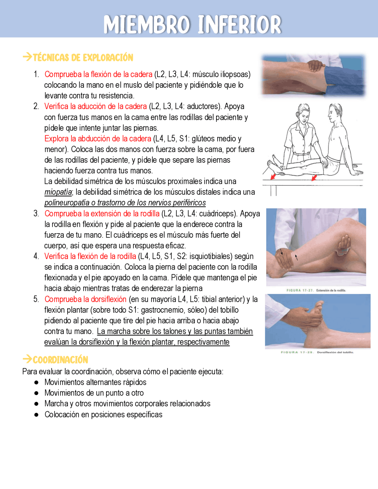 Miembros Inferiores Anatomía Del Miembro Inferior ScienceDirect