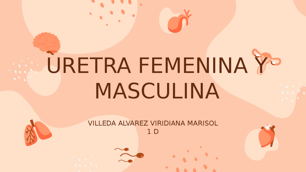 Pelvis ( URETRA FEMENINA Y MASCULINA) | Resúmenes de Anatomía | Docsity
