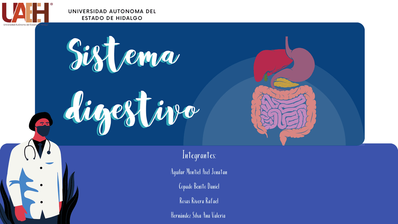 Sistema Digestivo Humano Diapositivas De Anatomía Docsity