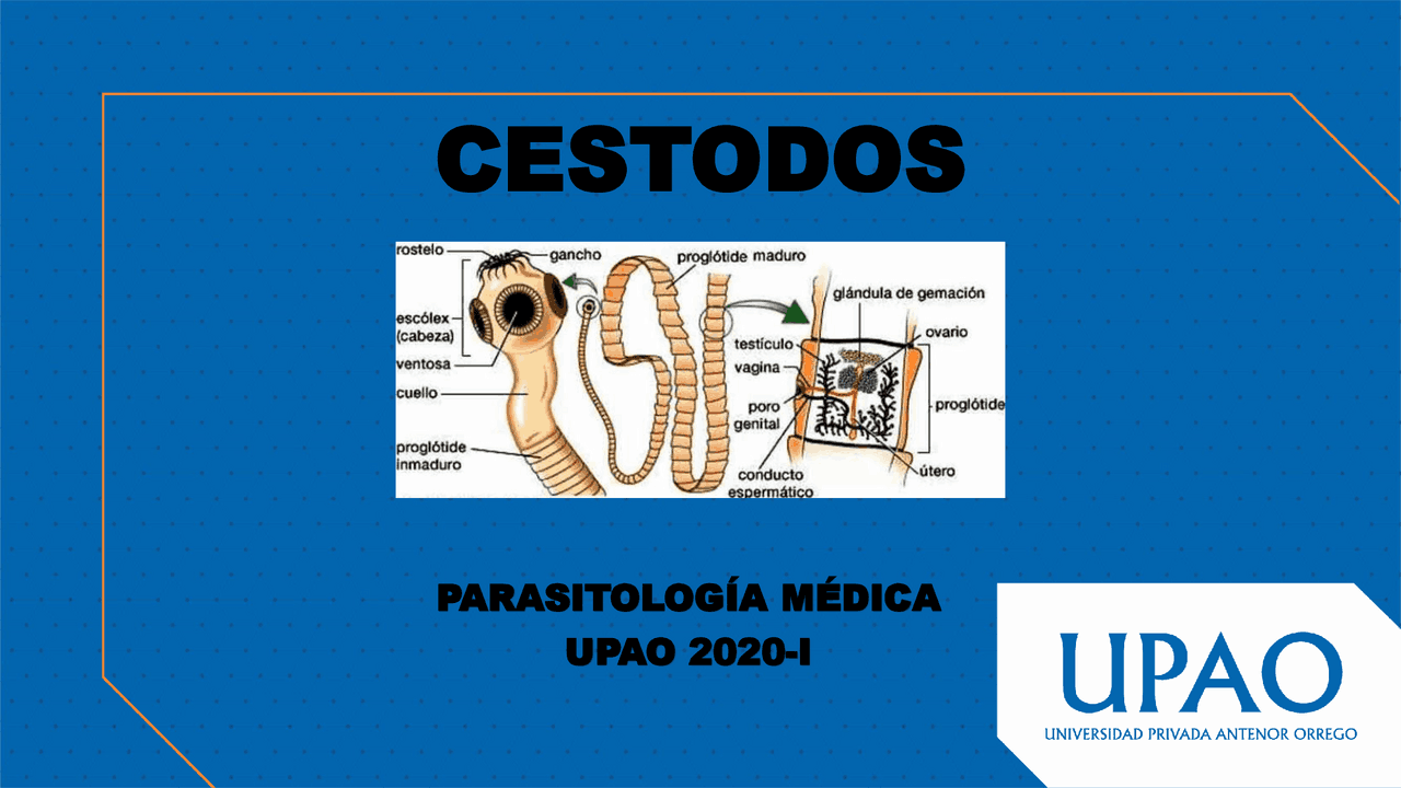 Cestodos Parasitología Diapositivas De Parasitología Docsity