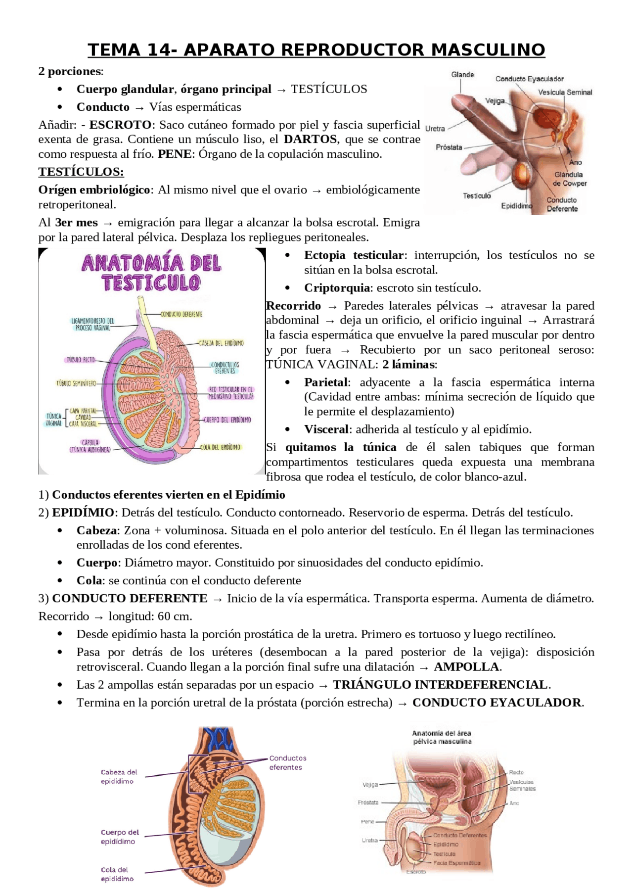Tema 14 Aparato Reproductor Masculino Apuntes De Anatomía Docsity
