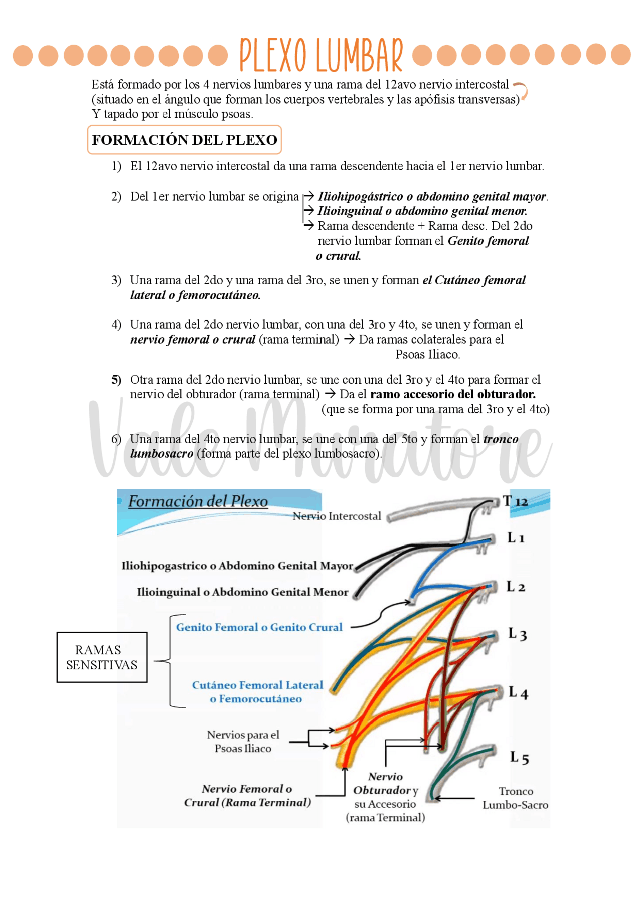 Plexo Lumbar (Dr. Fornero) | Apuntes de Anatomía | Docsity