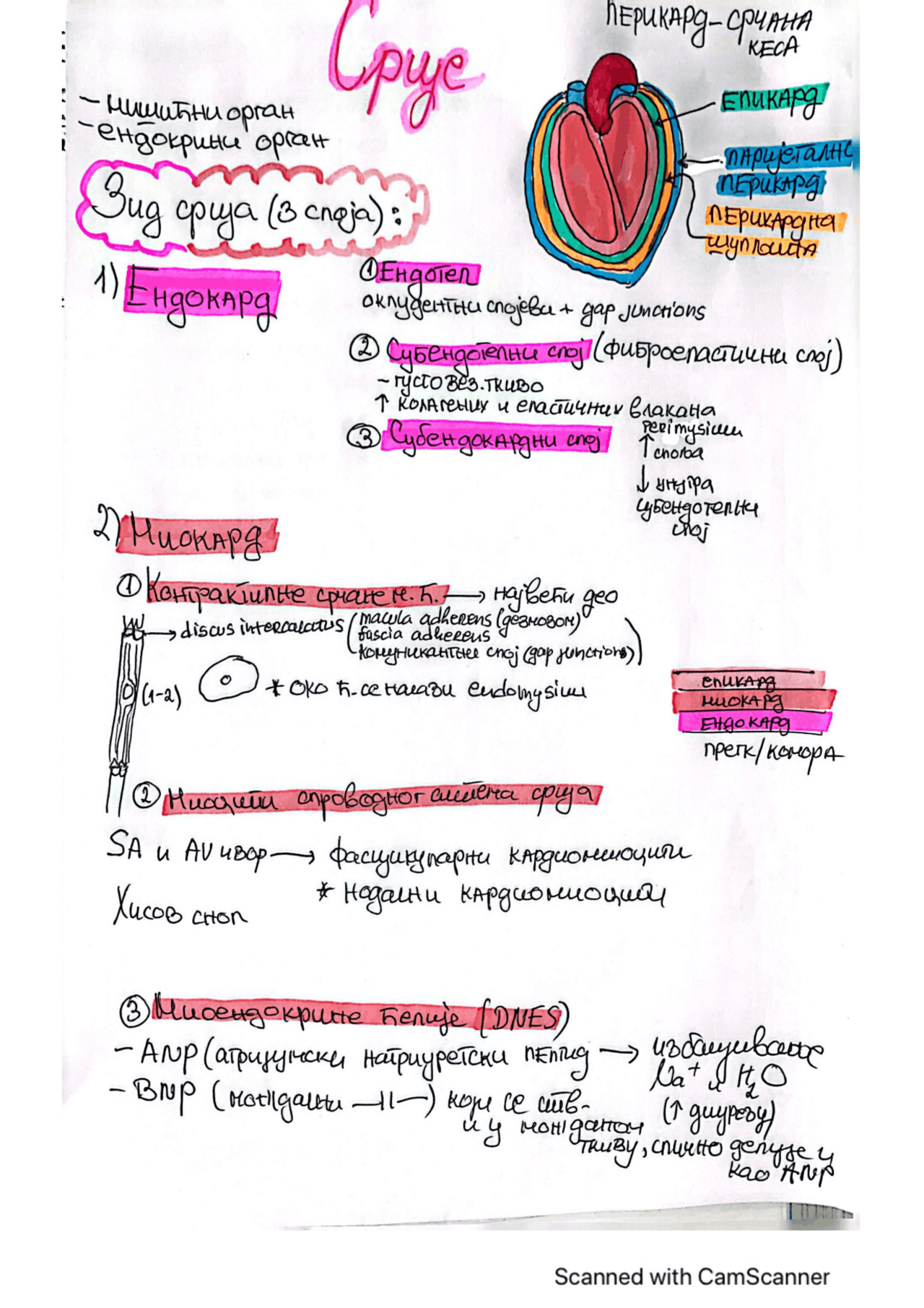 Cirkularni Sistem Histologija Skripte Predlog Histologija I