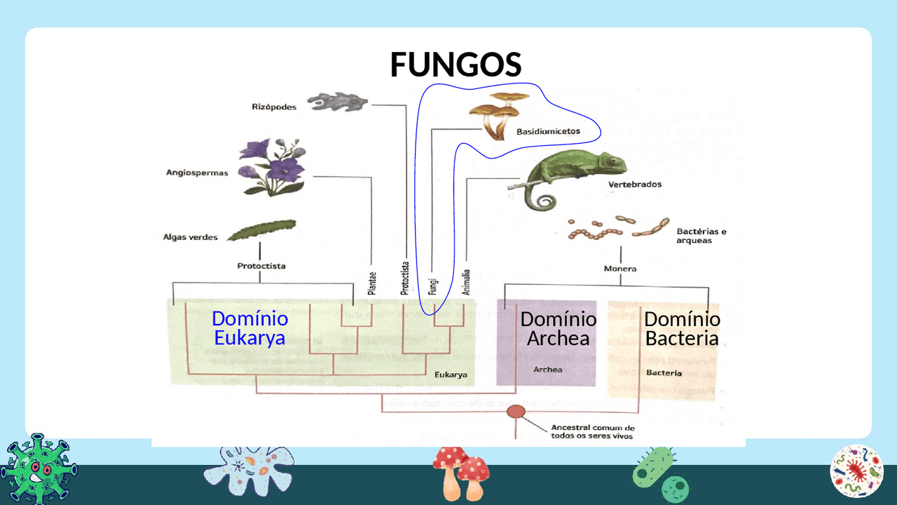 Slides Reino Fungi Slides Biologia Docsity