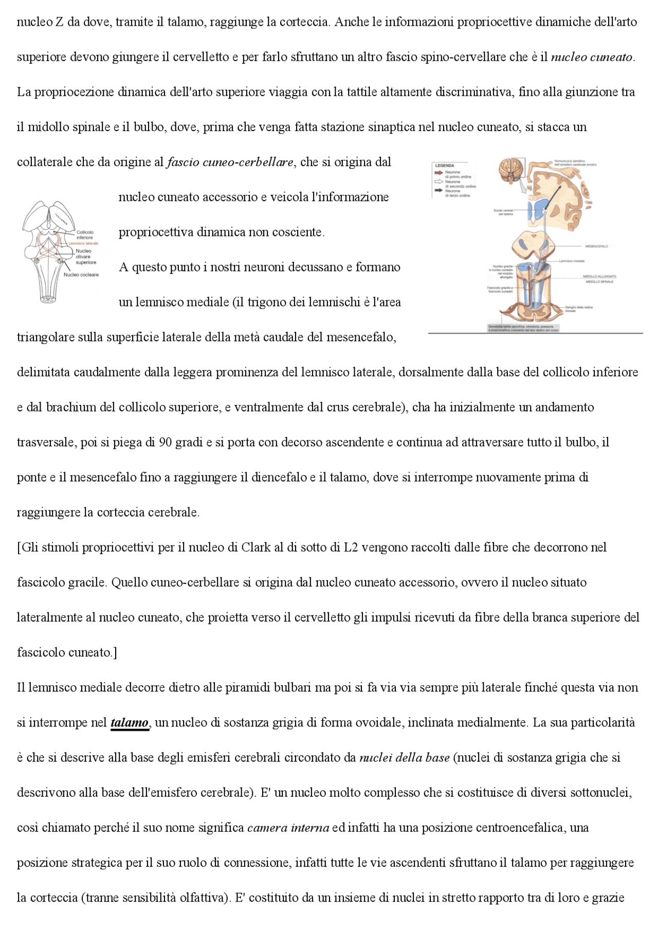 Seconda Parte Appunti Neuroanatomia Dispense Di Neuroanatomia Docsity