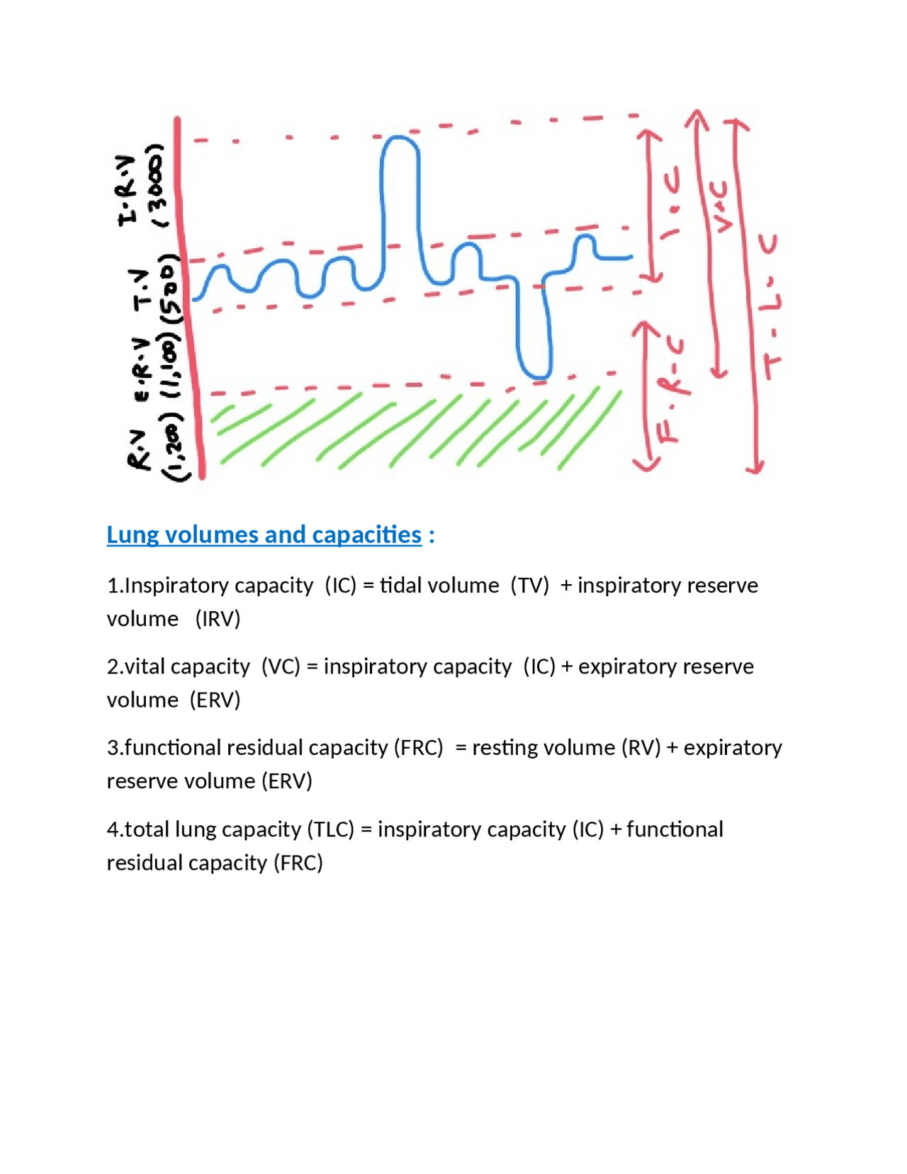 Lung volumes and capacities | Cheat Sheet Human Physiology | Docsity