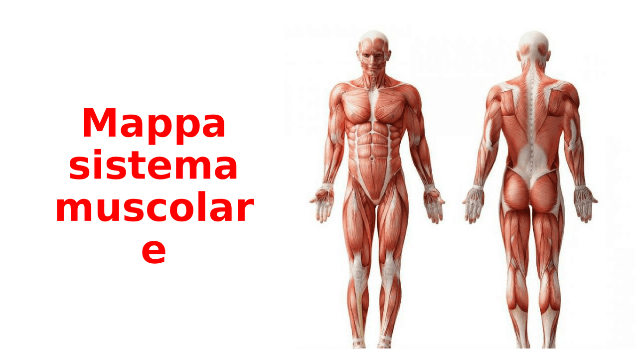 Il Sistema Muscolare Schemi E Mappe Concettuali Di Biologia Docsity