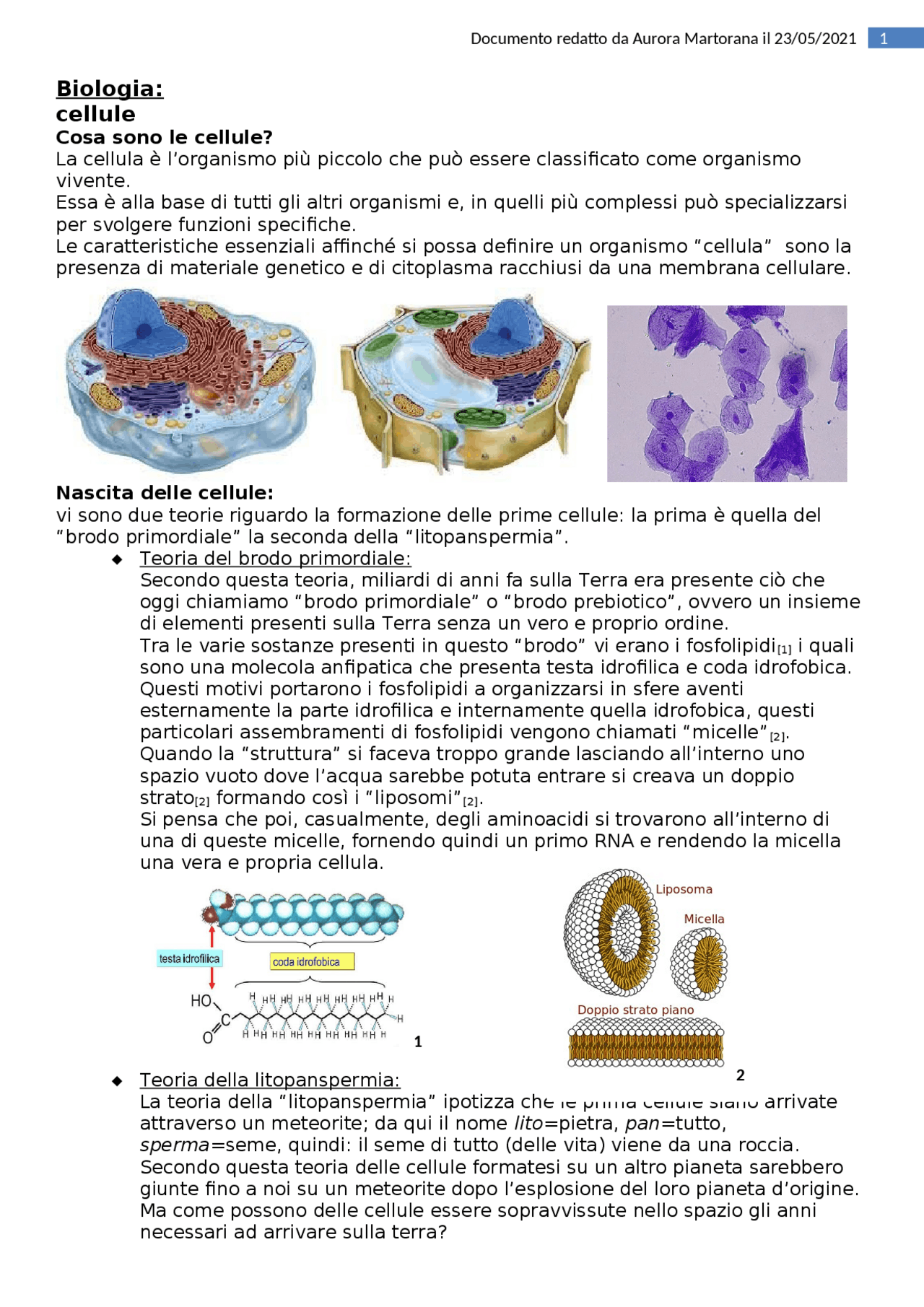 La cellula: formazione prima cellula, cellula animale e organuli. | Guide, Progetti e Ricerche ...
