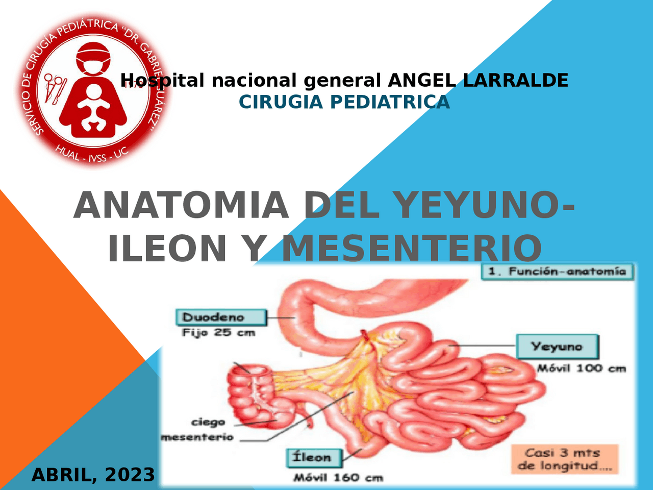 Anatomia del 2 segmento del intestino delgado y mesenterio ...