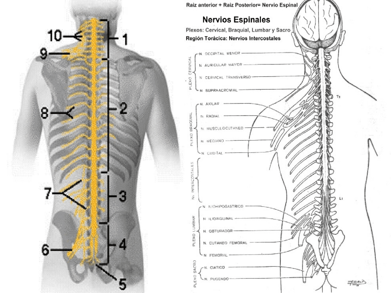 Diapositivas sobre los plexos del cuerpo humano | Diapositivas de ...