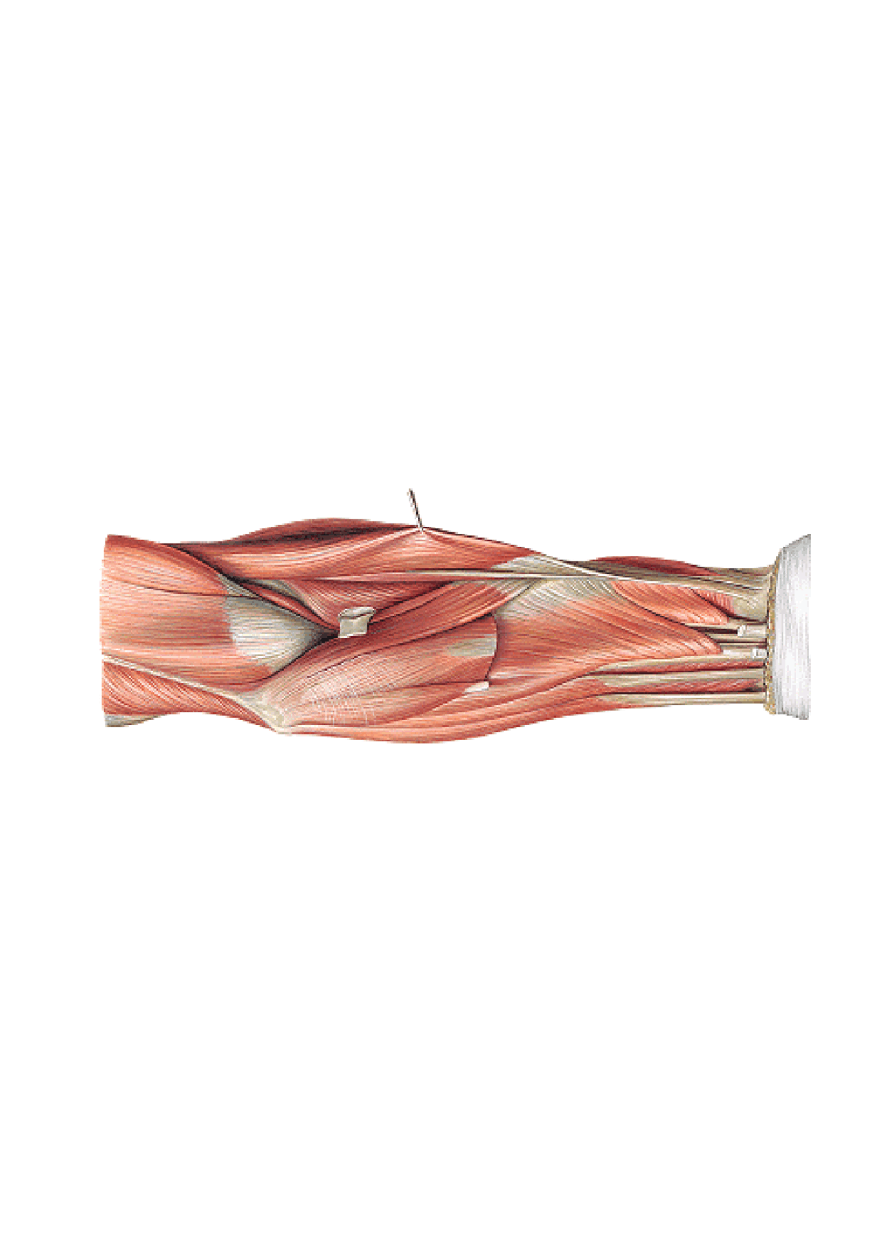 Musculos Importantes Diapositivas De Anatomía Docsity