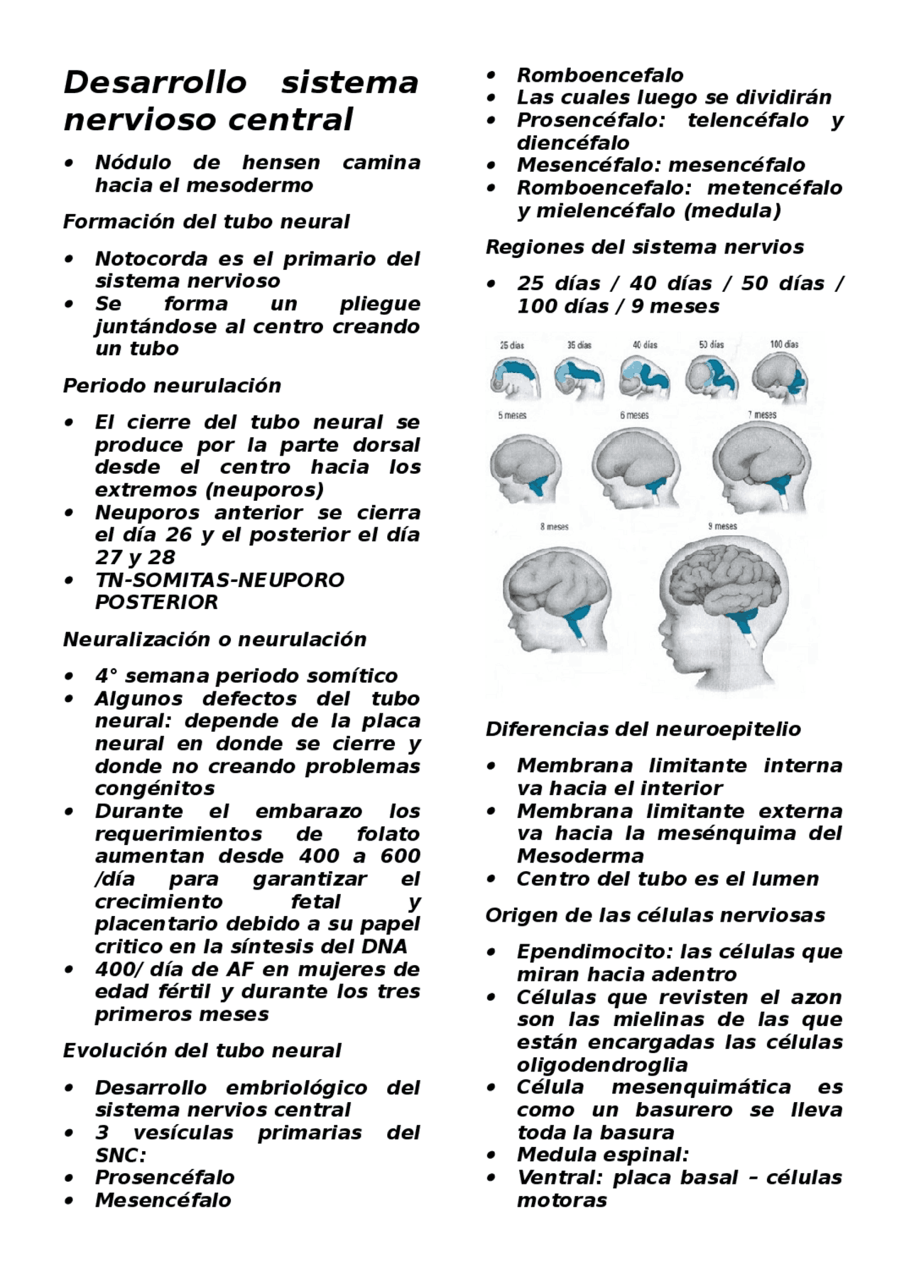 Desarrollo Sistema Nervioso Central En Embriones Apuntes De