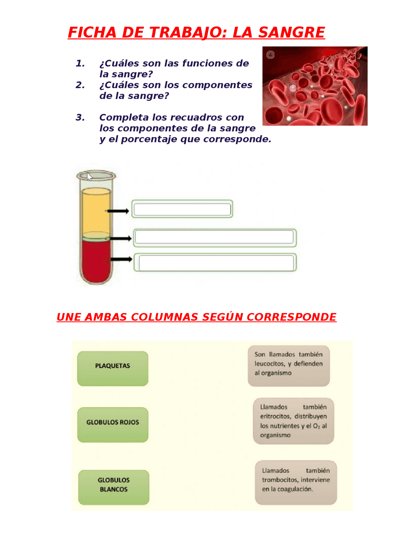 La sangre: composición y grupos sanguíneos. | Ejercicios de Biología ...