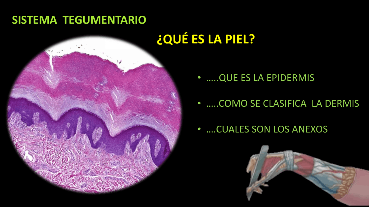 Revisión de piel Universidad el bosque | Diapositivas de Histología ...
