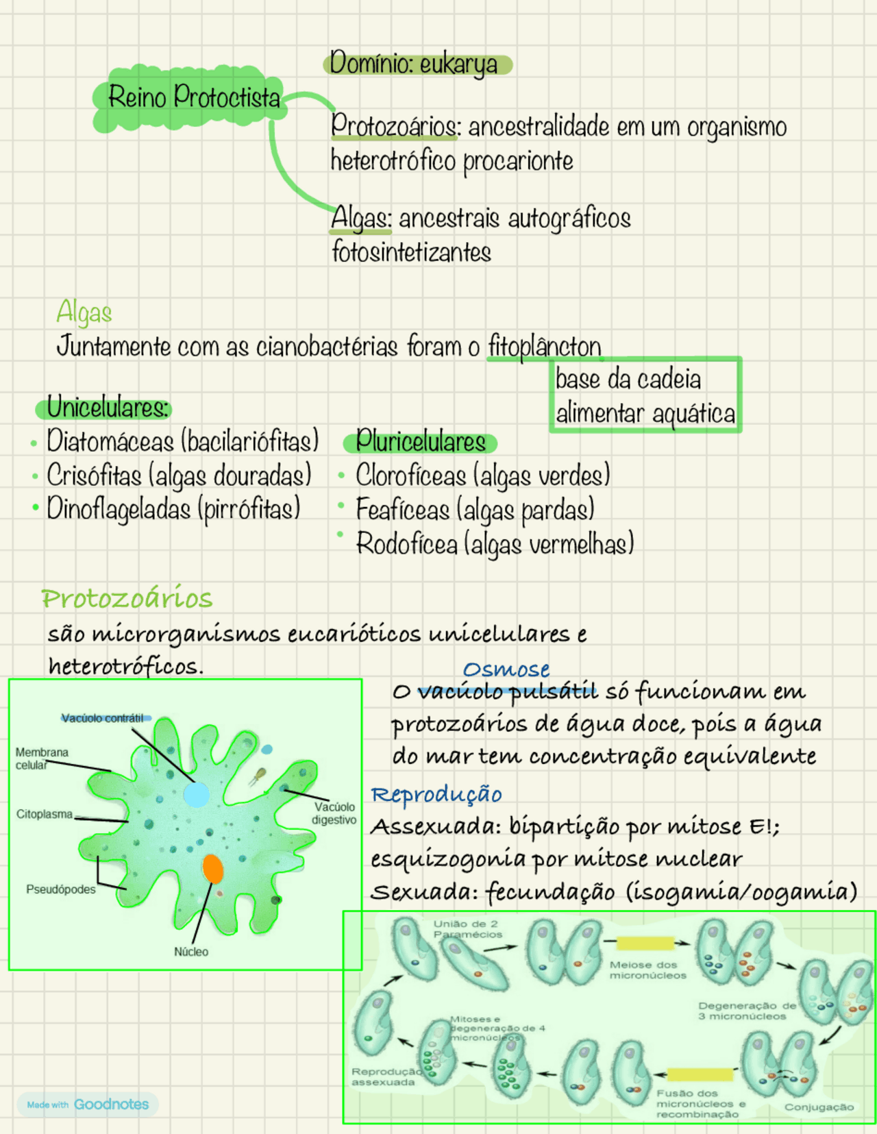 Algas E Protozoários Resumos Biologia Docsity