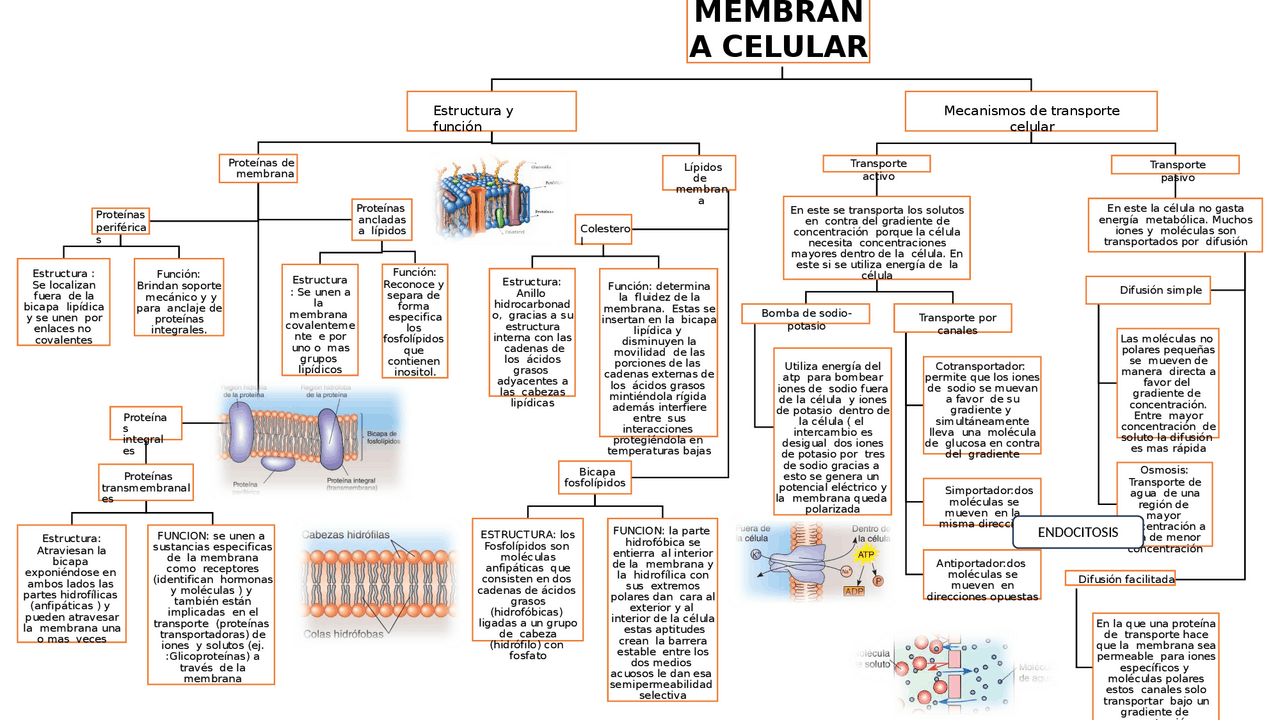 la membrana plasmatica | Esquemas y mapas conceptuales de Biología ...