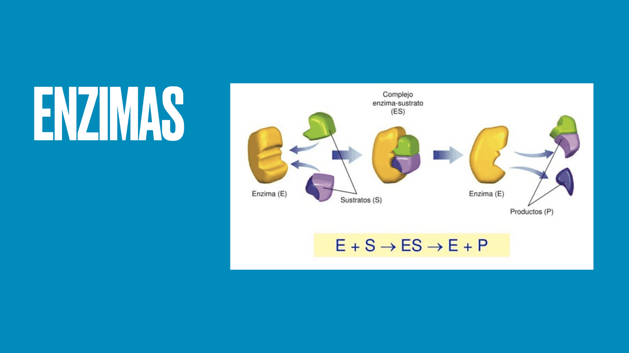 Enzimas-bilogía celular Robertis | Resúmenes de Biología | Docsity
