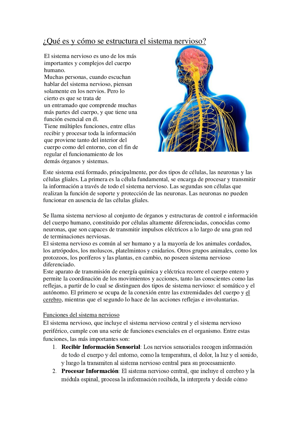 Pequeño Resumen Del Sistema Nervioso Resúmenes De Anatomía Docsity