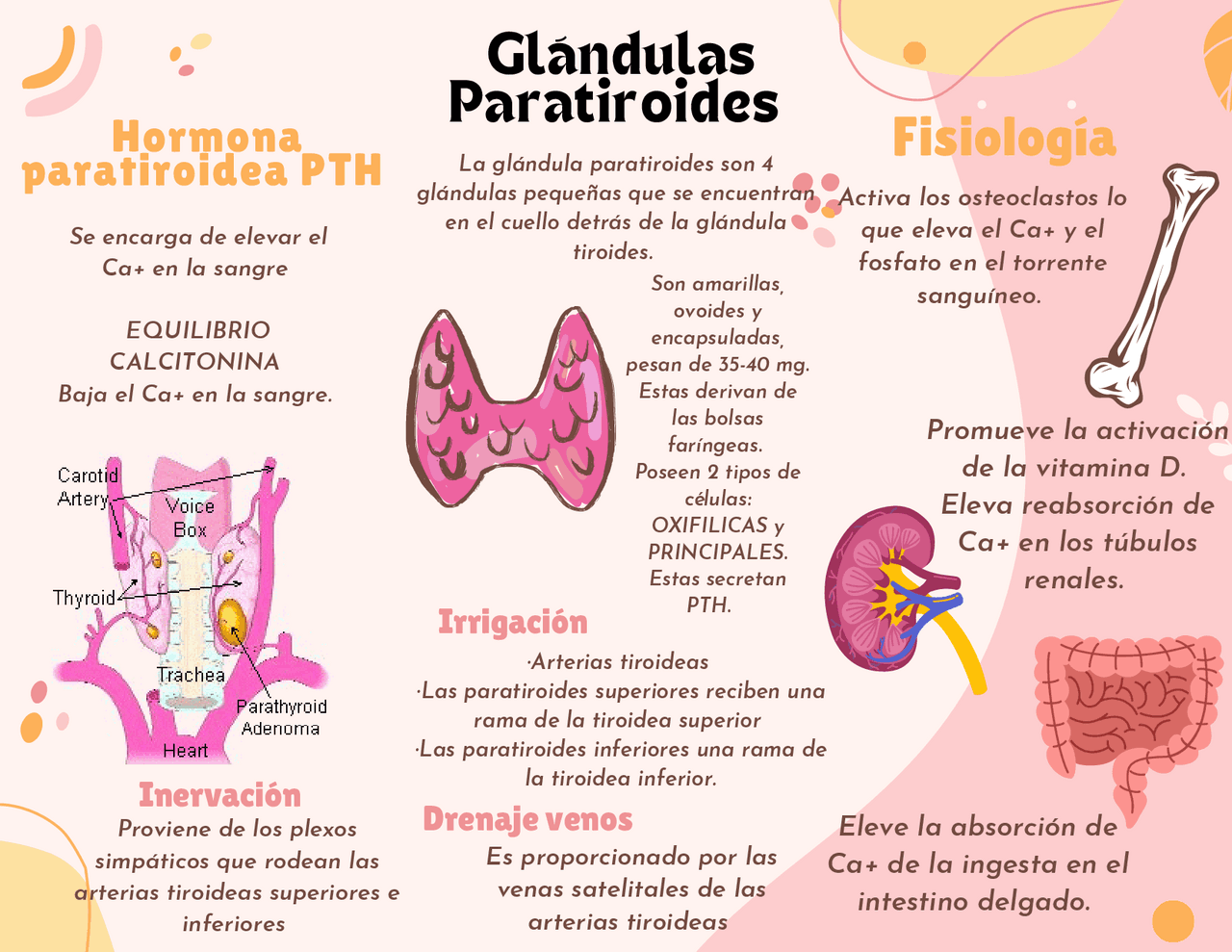 Glándula Paratiroides | Apuntes de Anatomía | Docsity