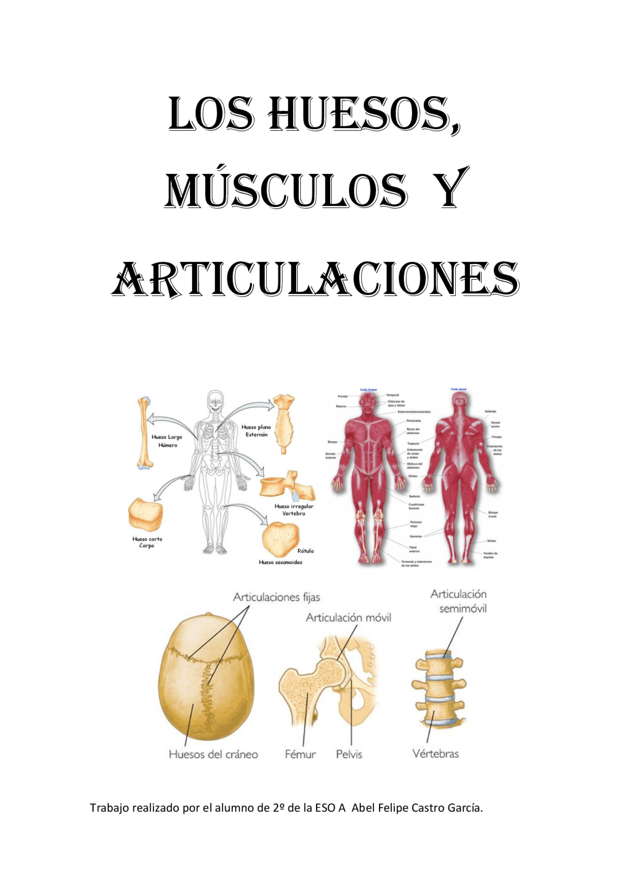Educacion Fisica Ficha De Anatomia Huesos Musculos Y Articulaciones