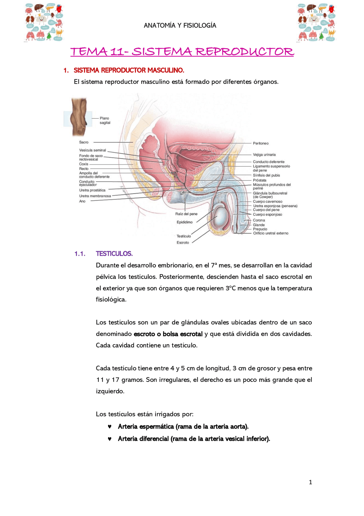Tema 11 Sistema Reproductor Apuntes De Anatomía Docsity
