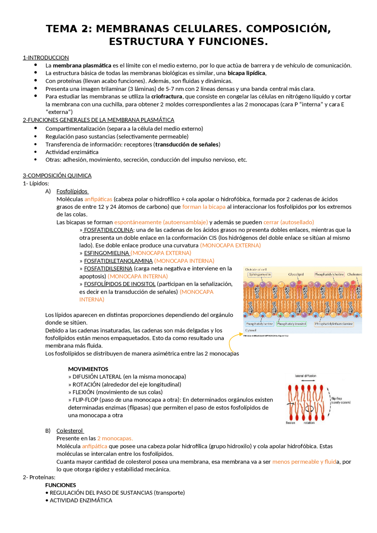 Apuntes Biologia Celular Resúmenes De Biología Celular Docsity