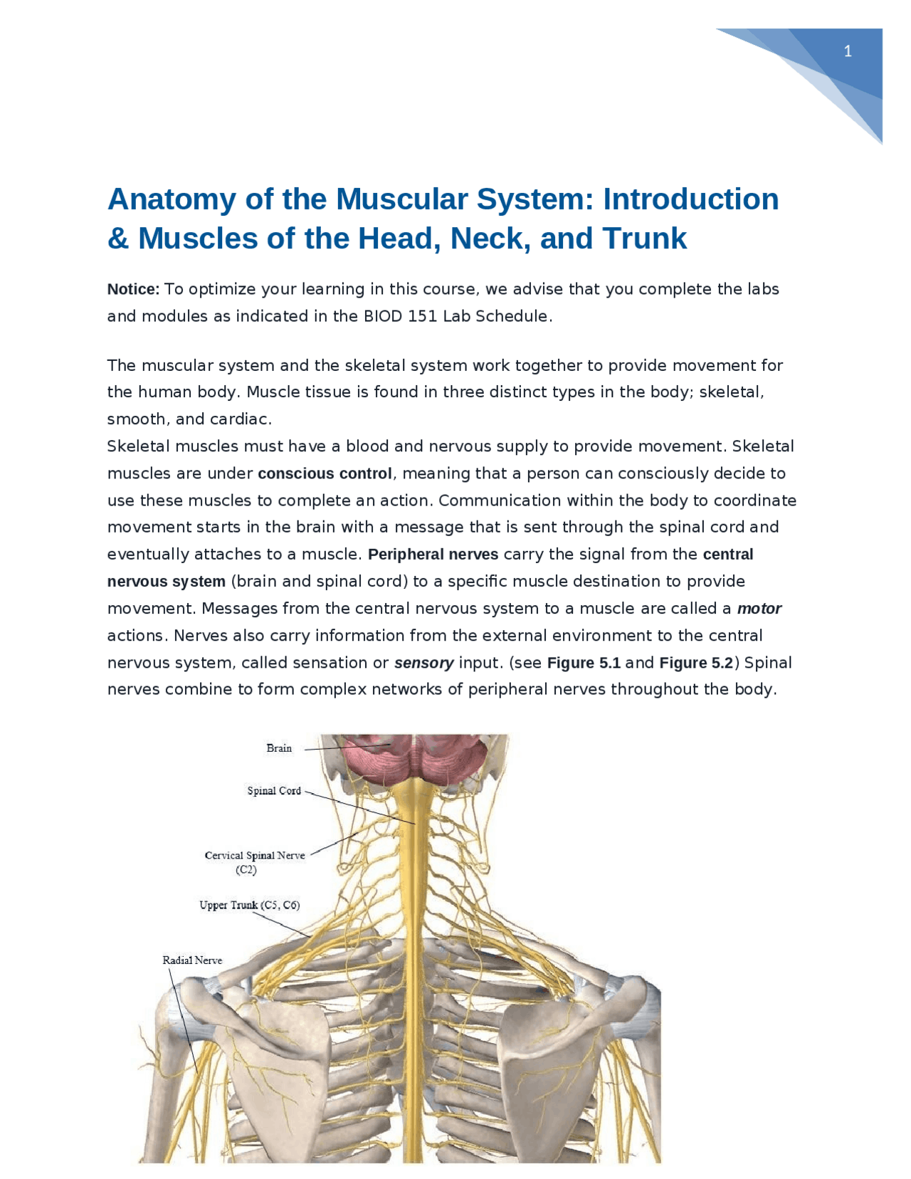 Anatomy of the Muscular System: Introduction & Muscles of the Head ...