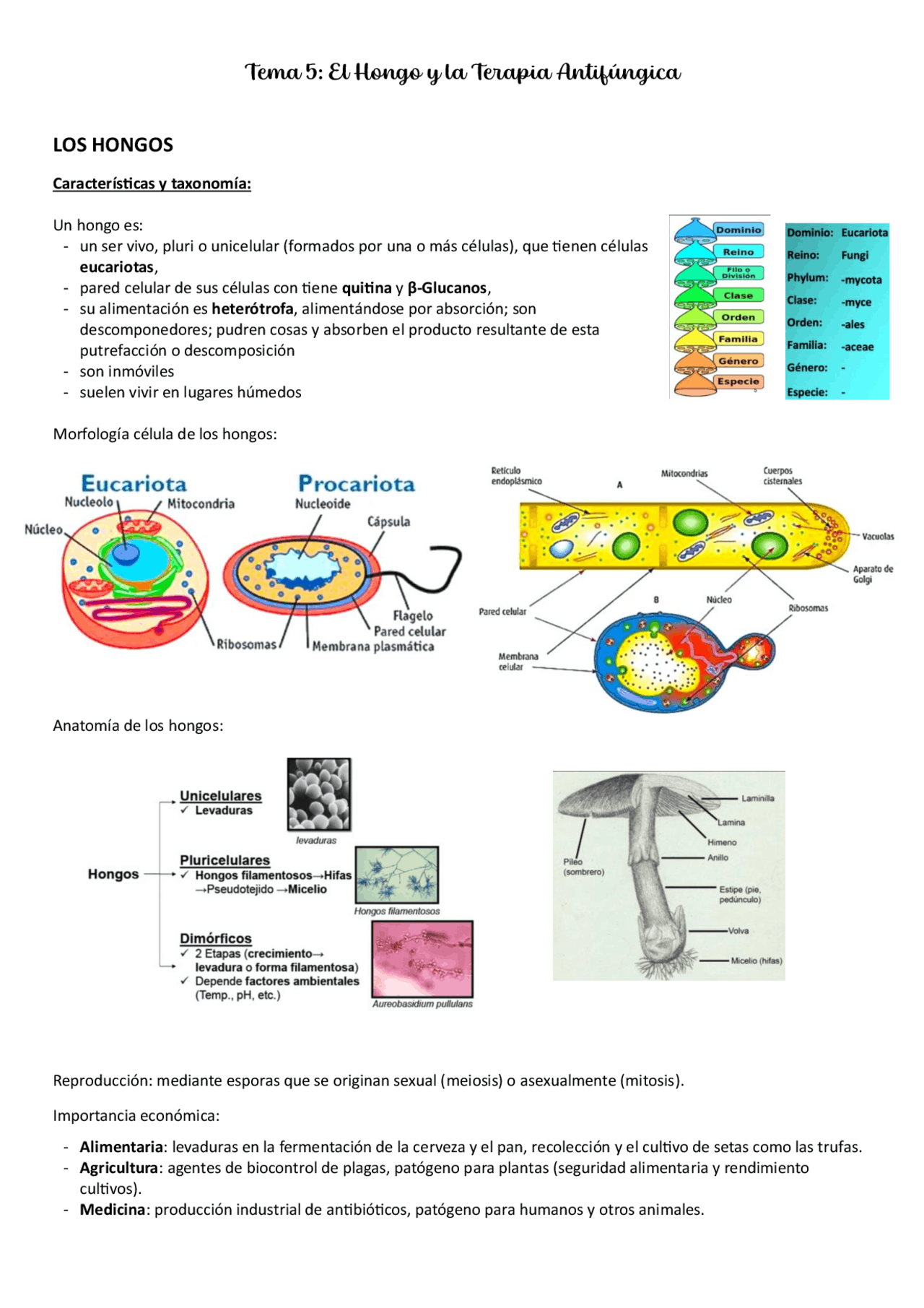 Microbiología Tema 5 Apuntes De Microbiología Docsity