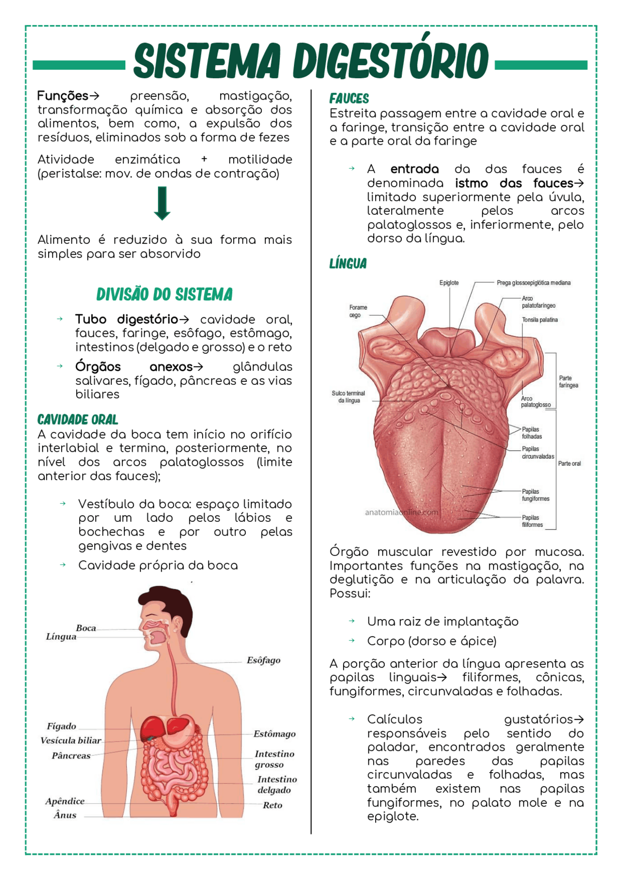 Anatomia Do Sistema DigestÓrio Resumos Anatomia Docsity