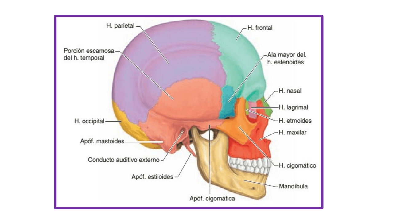 Huesos y suturas del craneo | Diapositivas de Anatomía | Docsity