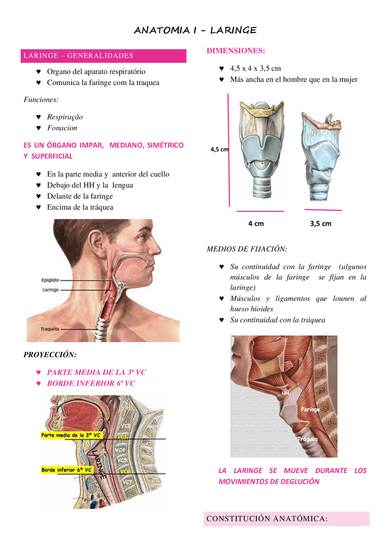Anatomía de la Laringe | Resúmenes de Anatomía | Docsity