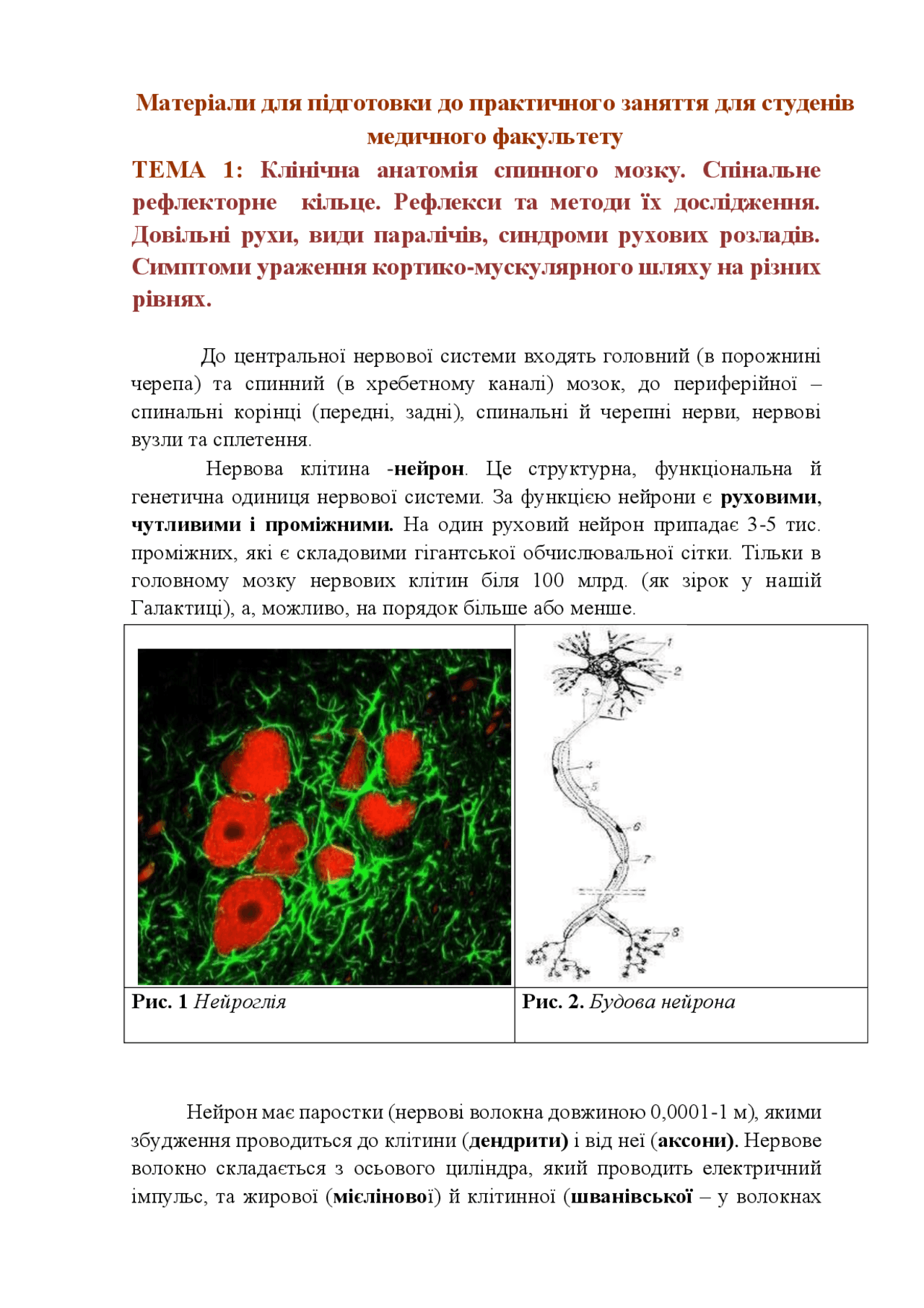клінічна анатомія спинного мозку Рефераты Неврология Docsity