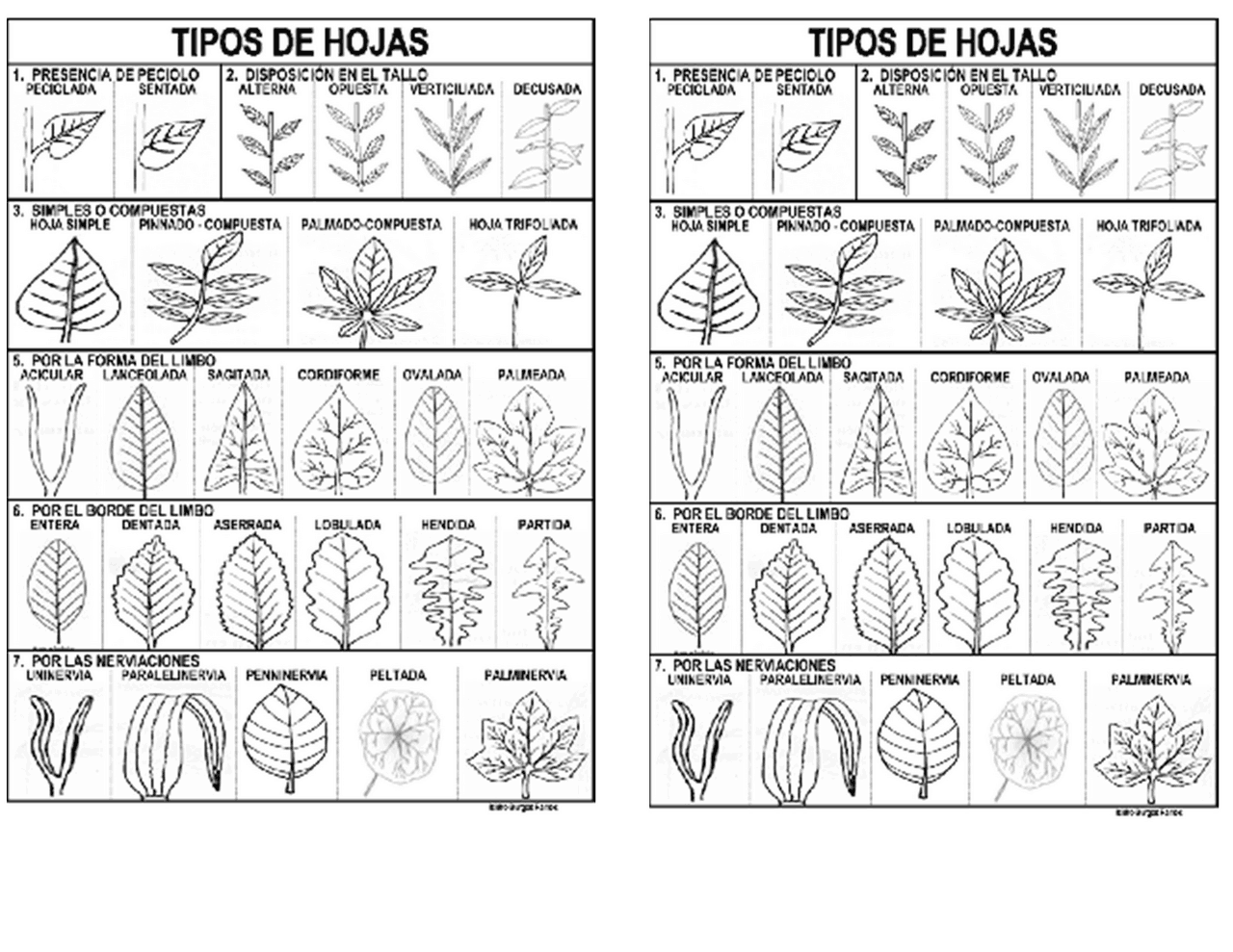Tipos De Hojas Segun Su Borde Monografías Ensayos De Biología Docsity