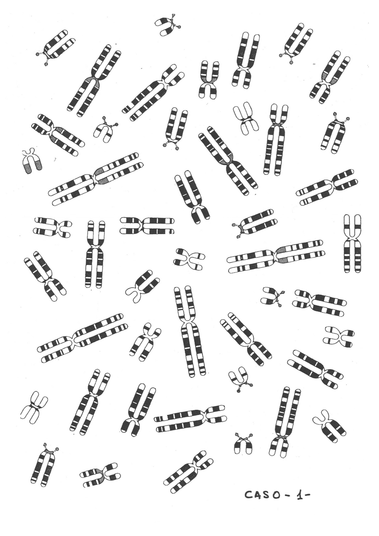 Hoja De Trabajo De Actividad De Cariotipo