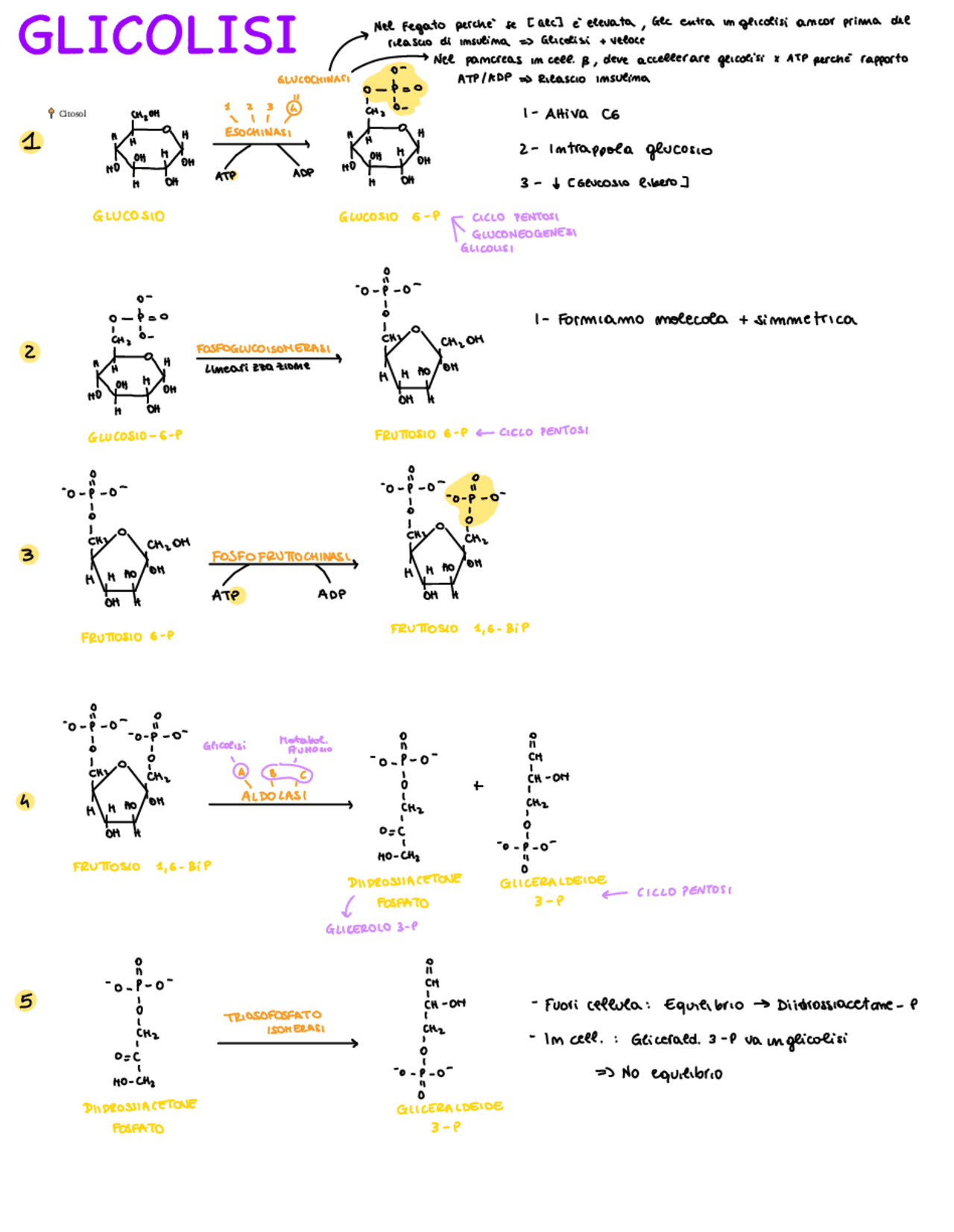 Ossidazione del glucosio | Schemi e mappe concettuali di Biochimica ...