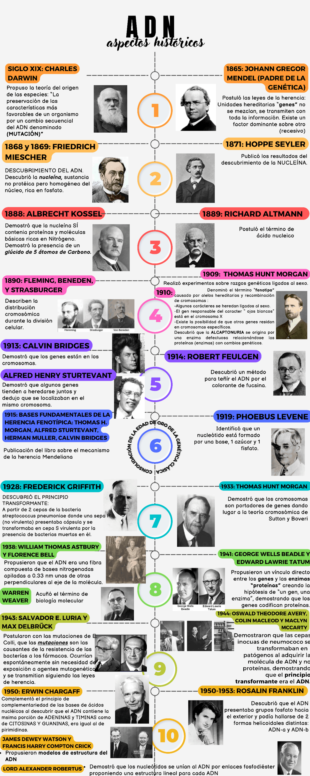 LÍNEA DEL TIEMPO DE LA BIOLOGÍA GENÉTICA | Esquemas y mapas conceptuales de Biología Celular y ...