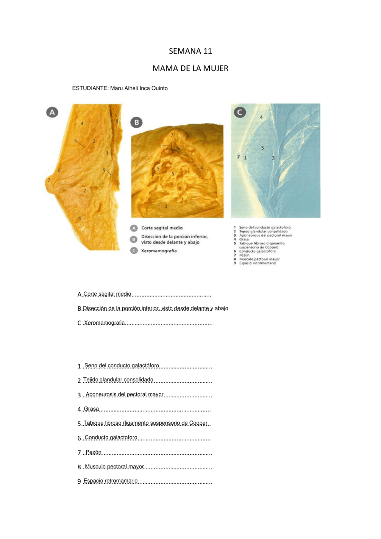 Mama de la mujer- morfología anatomica | Apuntes de Anatomía | Docsity