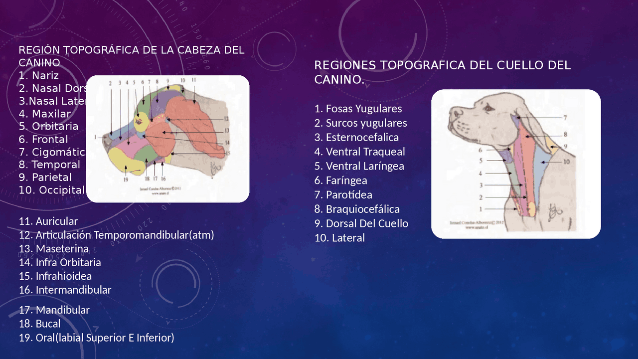 Músculos del perro desde la cabeza, el cuello, patas delanteras ...