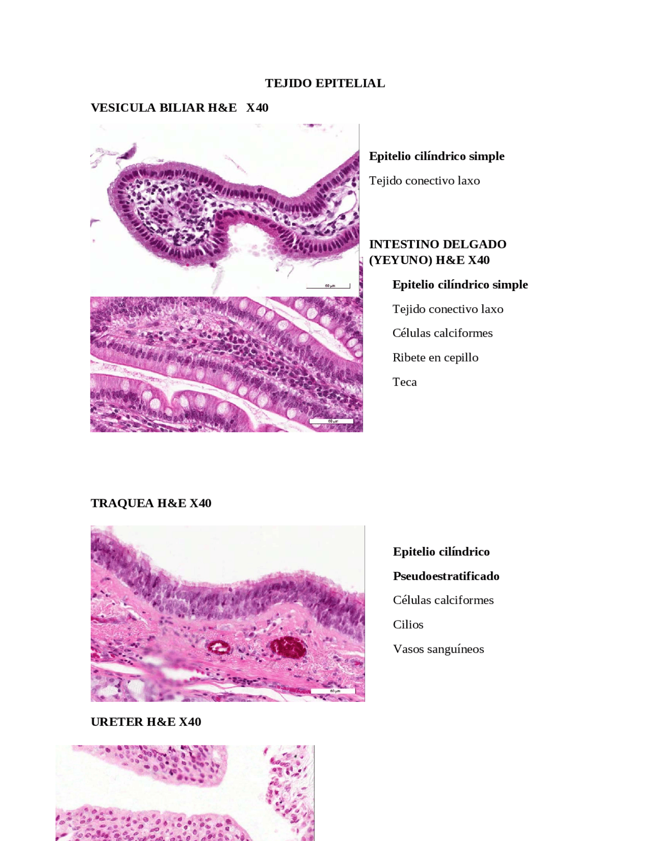 Ejemplos De Placas Histologicas Epitelio Conjutivo Y Cartilaginoso