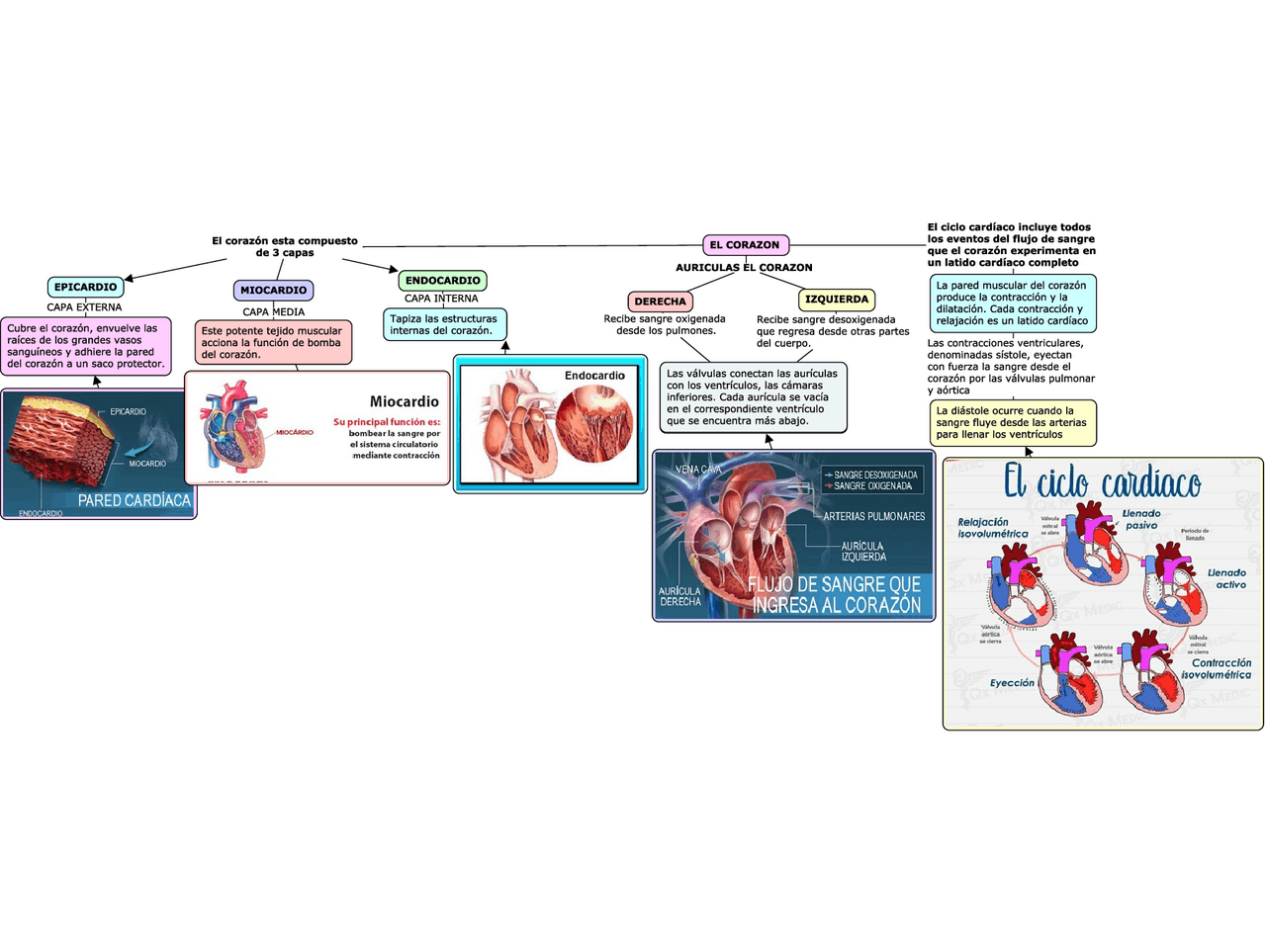 Mapa sobre el corazón | Apuntes de Anatomía | Docsity