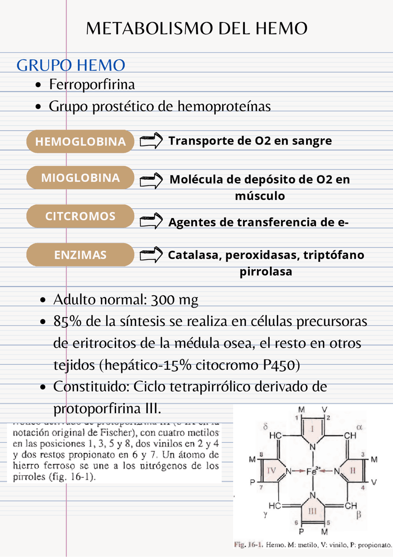 Metabolismo del hemo | Resúmenes de Bioquímica | Docsity