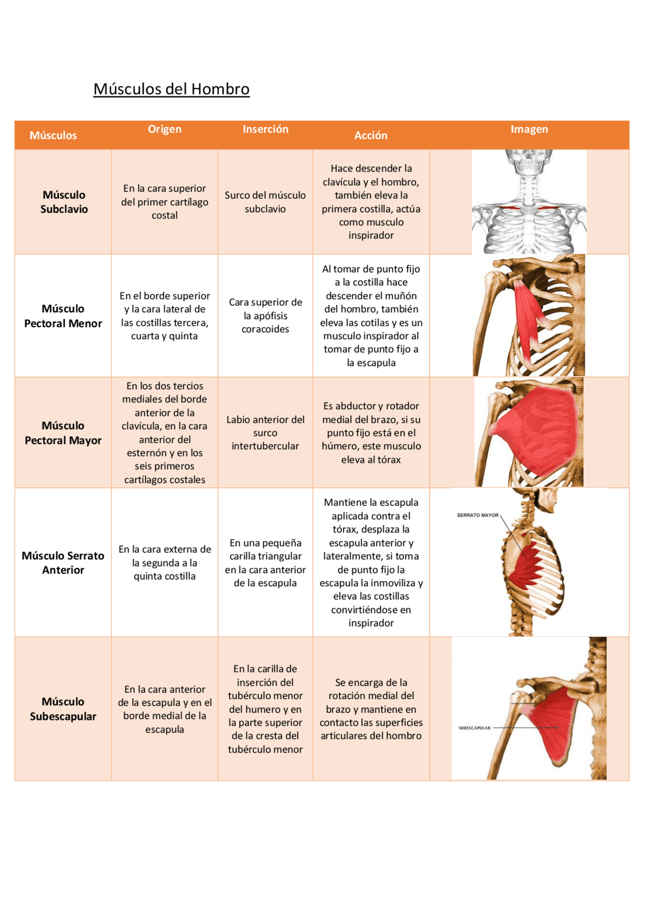 Músculos Miembro Inferior Apuntes De Anatomía Docsity